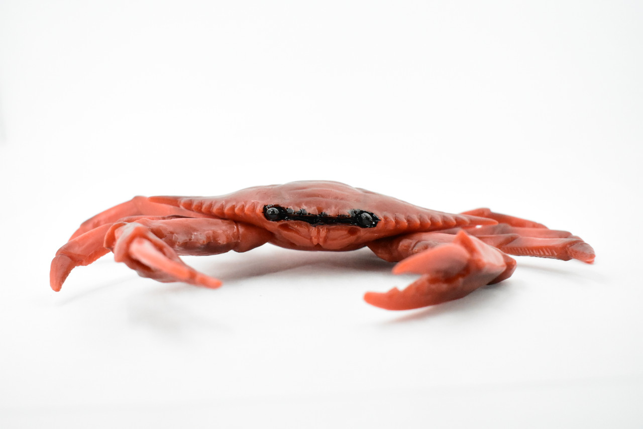 Crab, Red Rock Crab, Museum Quality, Hand Painted, Rubber Crustaceans ...