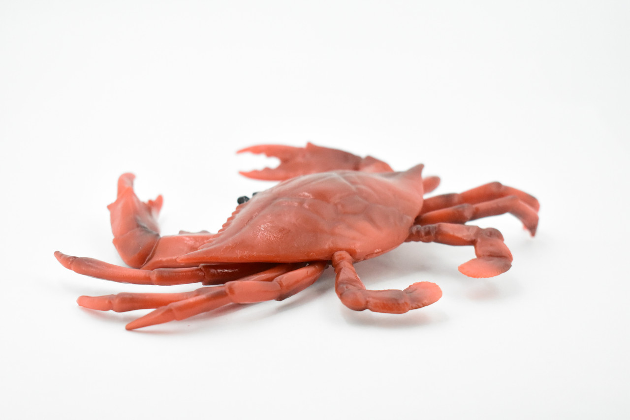 Crab, Red Rock Crab, Museum Quality, Hand Painted, Rubber Crustaceans ...