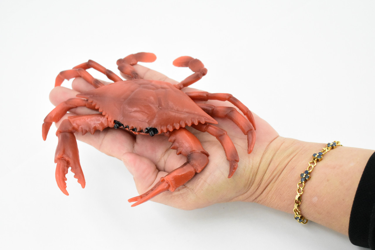 Crab, Red Rock Crab, Museum Quality, Hand Painted, Rubber Crustaceans ...