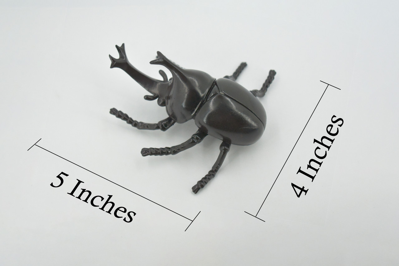 Beetle, Rhinoceros, Horned Stag Beetle, Dynastinae, Rubber Insect ...