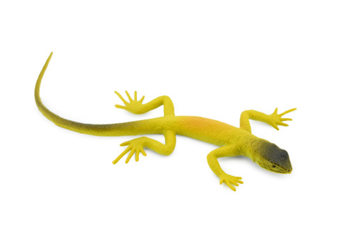 Desert Lizard