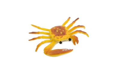 Crab, Fiddler Crab, Rubber, Crustaceans, Educational, Realistic, Hand ...