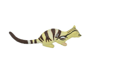 Civet Banded Palm, Hardwicke's civet, Hand Painted, Realistic, Very ...