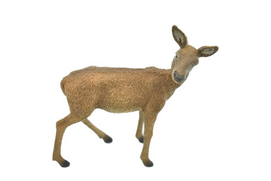 Deer, Whitetail, Mule Deer, Museum Quality, Animal, Educational ...