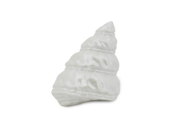 Turban Shell, Pearlized Wavy Turban Shell, Tectus fenestratus, Sea Life ...