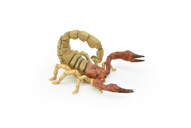 Scorpion, Scorpiones, Museum Quality Rubber Arachnids, Educational ...