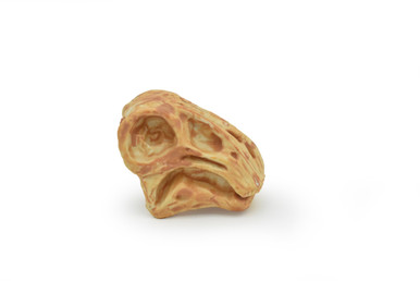 Nigersaurus, Dinosaur Skull Fossil, Very Realistic Rubber Reproduction ...