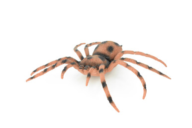 Spider, Goliath Birdeater, Tarantula, Arachnids, Rubber Insect, Toy ...