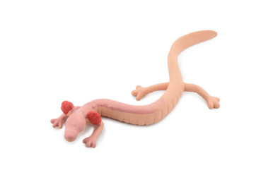 Salamander, Cave, Rubber Amphibian, Educational, Realistic, Hand ...