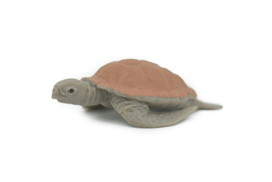 Sea Turtle, Galapagos Islands, Educational, Hand Painted, Realistic ...