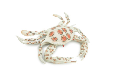 Crab, Calico, Spotted Leopard crab, Crustacean, Museum Quality, Hand ...