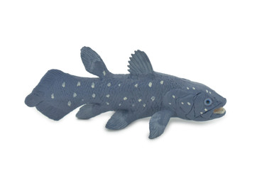 Coelacanths, Extinct Fish, Cretaceous Period, Museum Quality, Hand ...