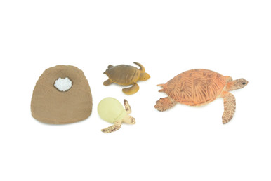 Sea Turtle Life Cycle, Loggerhead, 4 Piece Set, Museum Quality, Hand ...