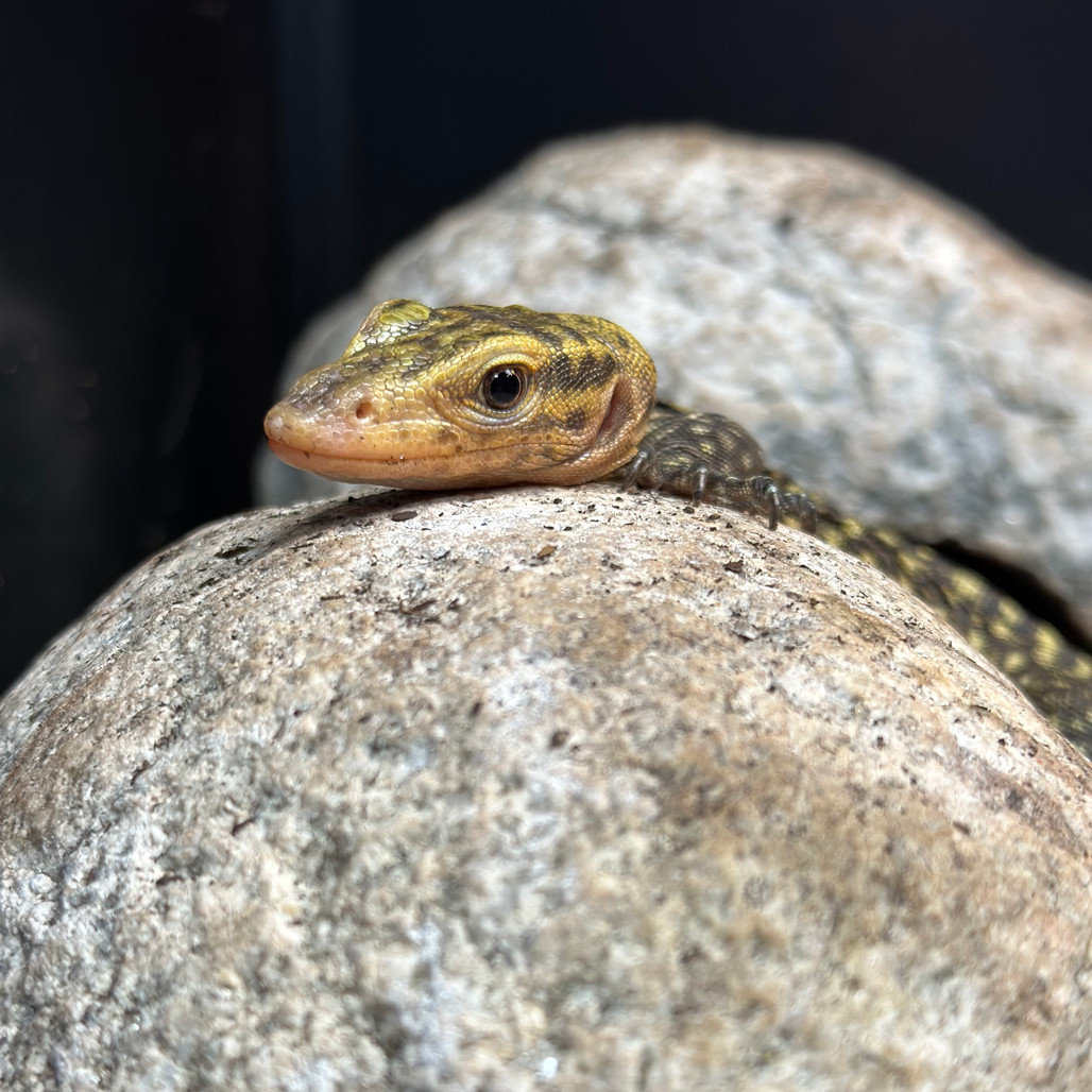 Basking Rocks | Get Your Reptile Basking Rock Made of Real Stone at Blu ...
