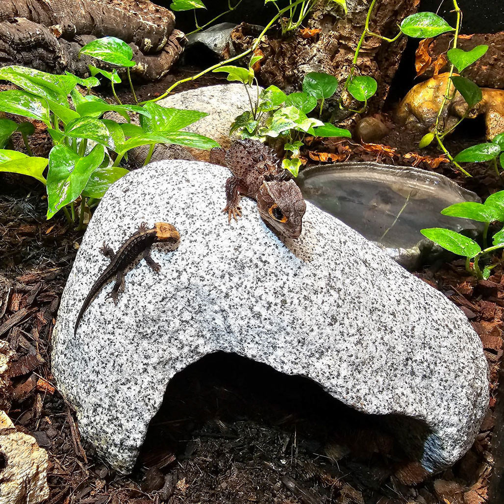 Reptile Hides & Caves - Royal Rock Arches - Blu's Zoo