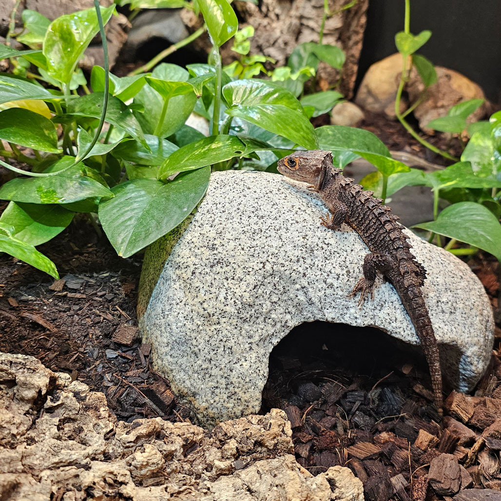 Reptile Hides & Caves - Royal Rock Caves - Blu's Zoo