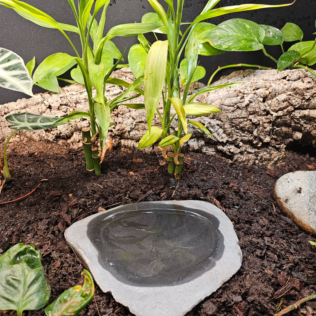 Lizard Terrarium Reptile Supplies Reptile Water Dish & Hide Combo ...