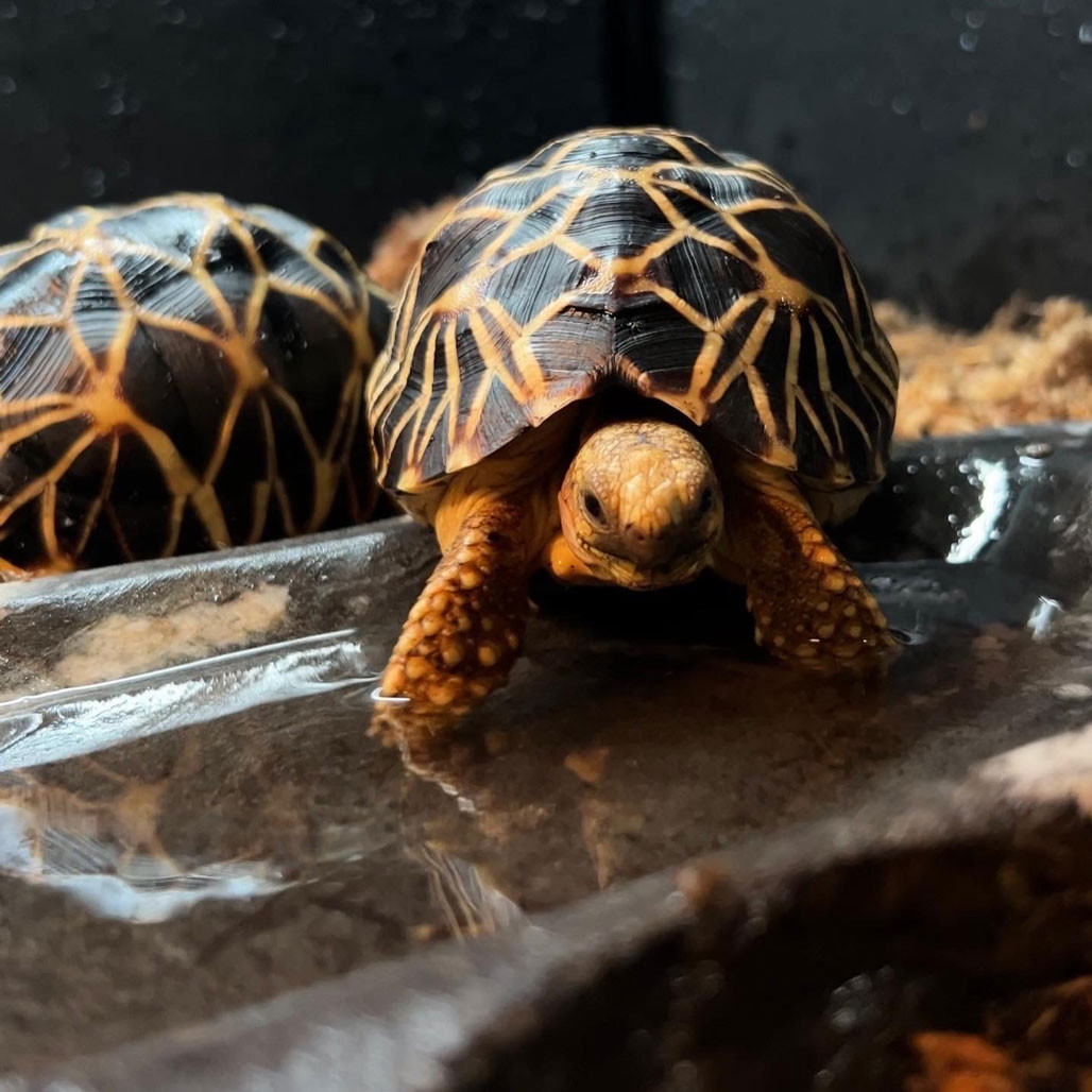 Basking Rocks | Get Your Reptile Basking Rock Made of Real Stone at Blu ...