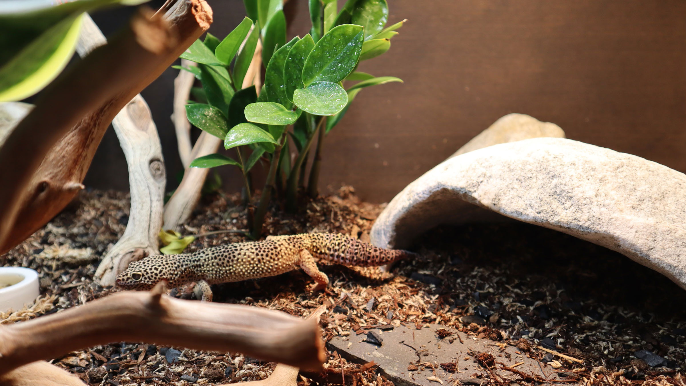 Reptile & Amphibian Habitat Accessories | Reptile Habitat Decorations ...