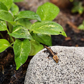 Basking Rocks | Get Your Reptile Basking Rock Made of Real Stone at Blu ...