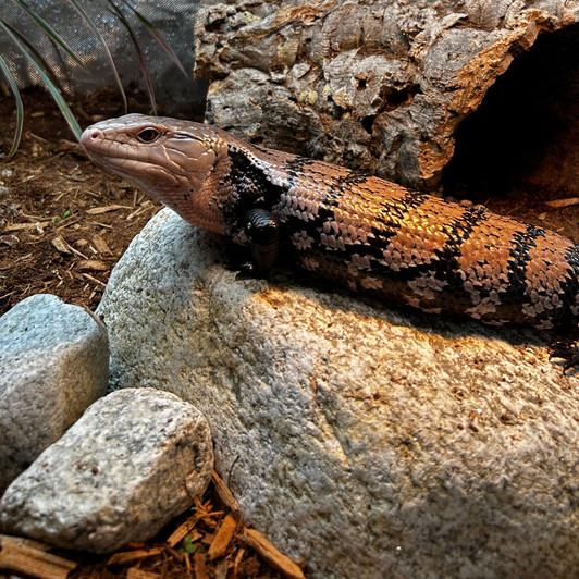 Reptile & Amphibian Habitat Accessories | Reptile Habitat Decorations ...