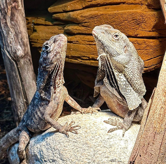 Reptile & Amphibian Habitat Accessories | Reptile Habitat Decorations ...