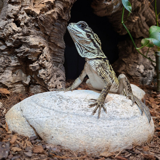 Reptile & Amphibian Habitat Accessories | Reptile Habitat Decorations ...