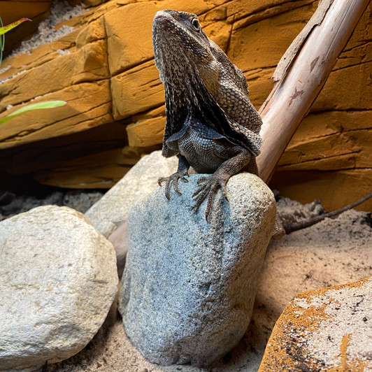 Reptile & Amphibian Habitat Accessories | Reptile Habitat Decorations ...