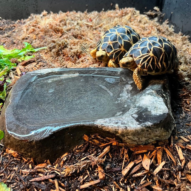 Basking Rocks | Get Your Reptile Basking Rock Made of Real Stone at Blu ...