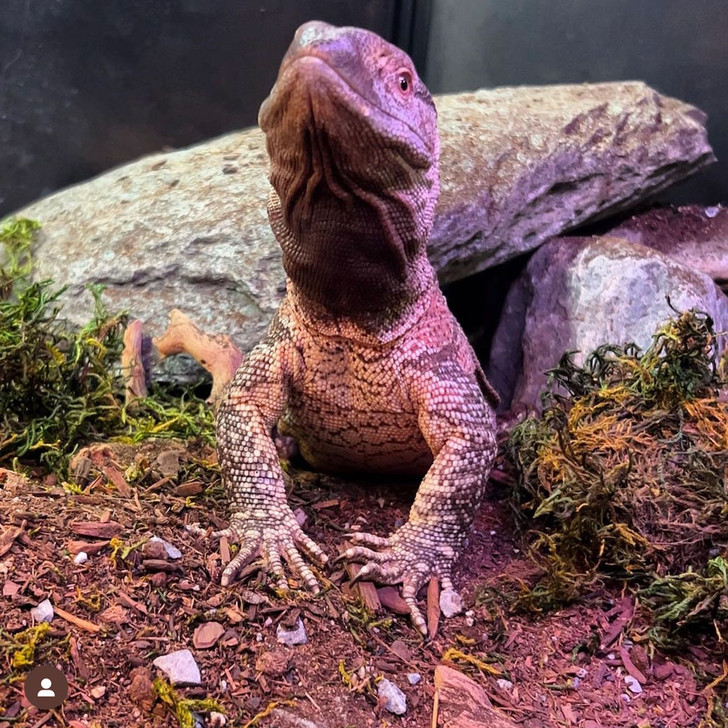 Stacked Rock Hide | Shop for a Medium Reptile Hide for Your Pet at Blu ...