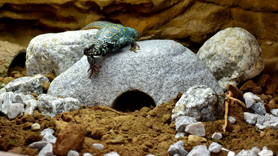 Reptile & Amphibian Habitat Accessories | Reptile Habitat Decorations ...