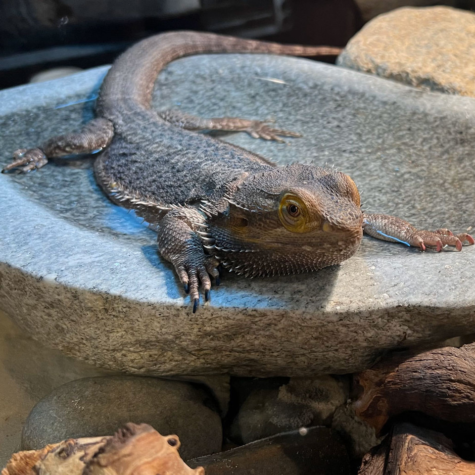 Basking Rocks | Get Your Reptile Basking Rock Made of Real Stone at Blu ...