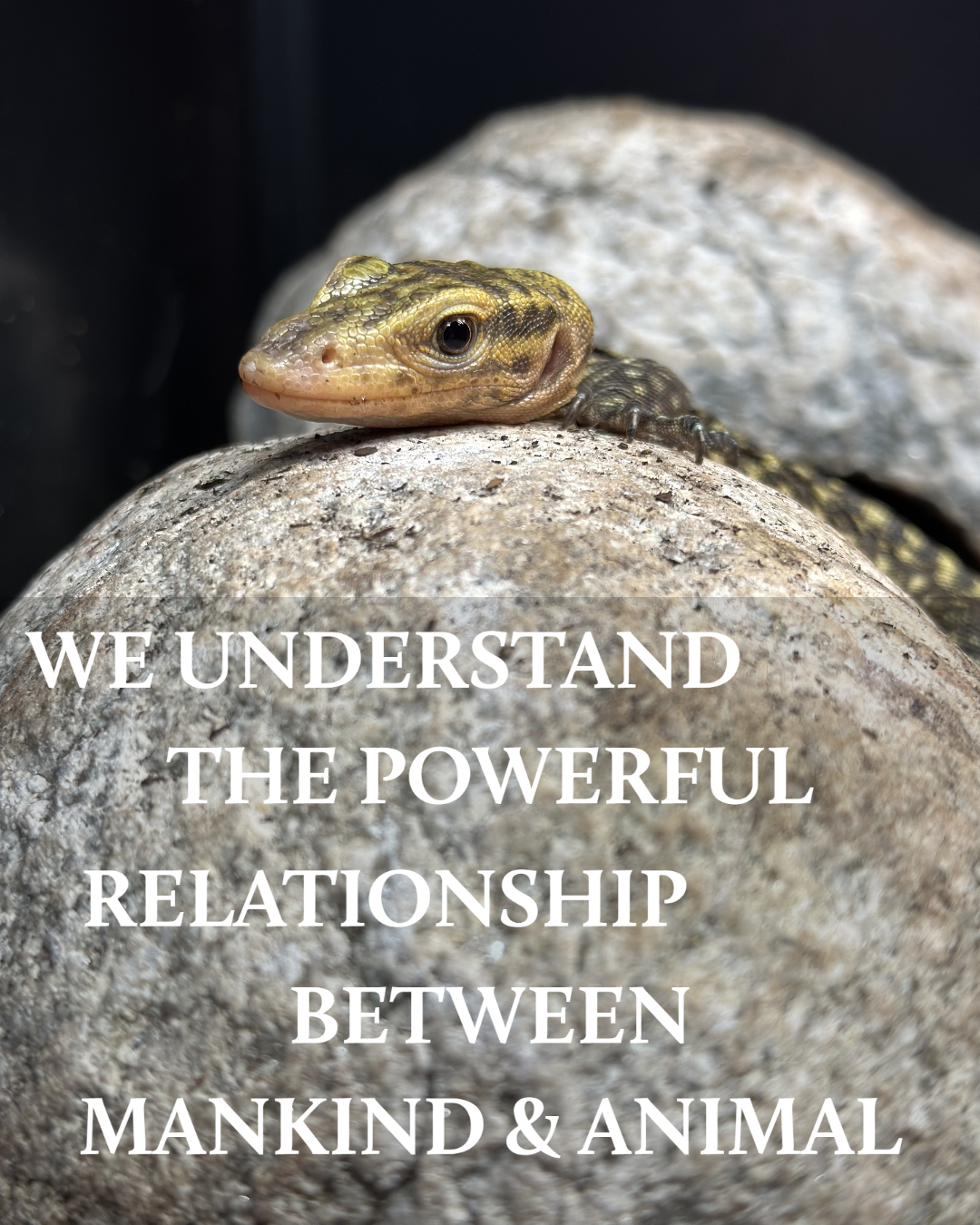 6 Foot Enclosure Rock Bundle by Blu's Zoo | Rock Hide & Stone Bowl