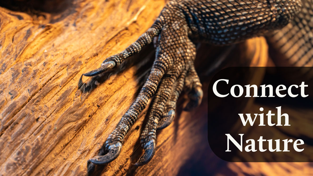 Extra Large Reptile Hide in Real Stone | Shop for a Extra Large Reptile ...