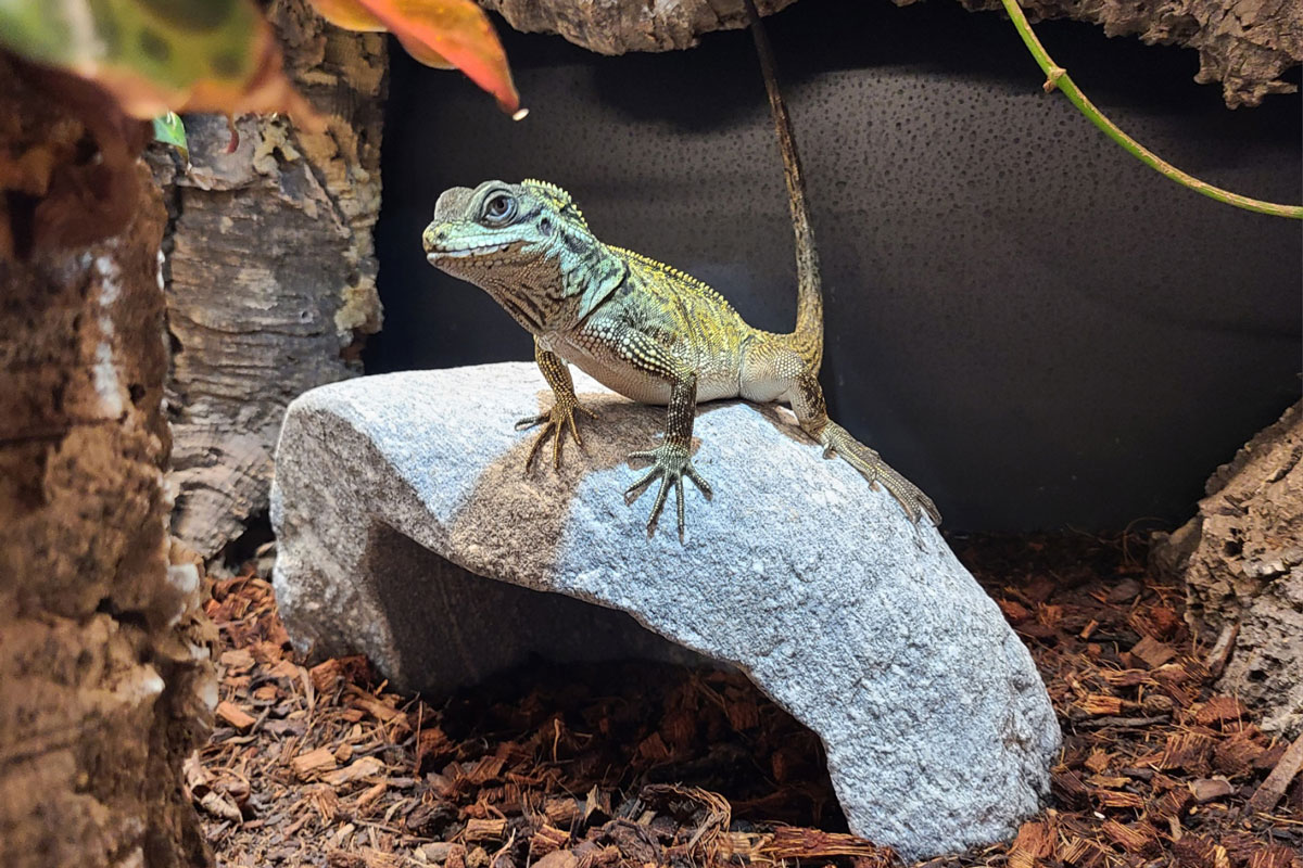 Reptile & Amphibian Habitat Accessories | Reptile Habitat Decorations ...