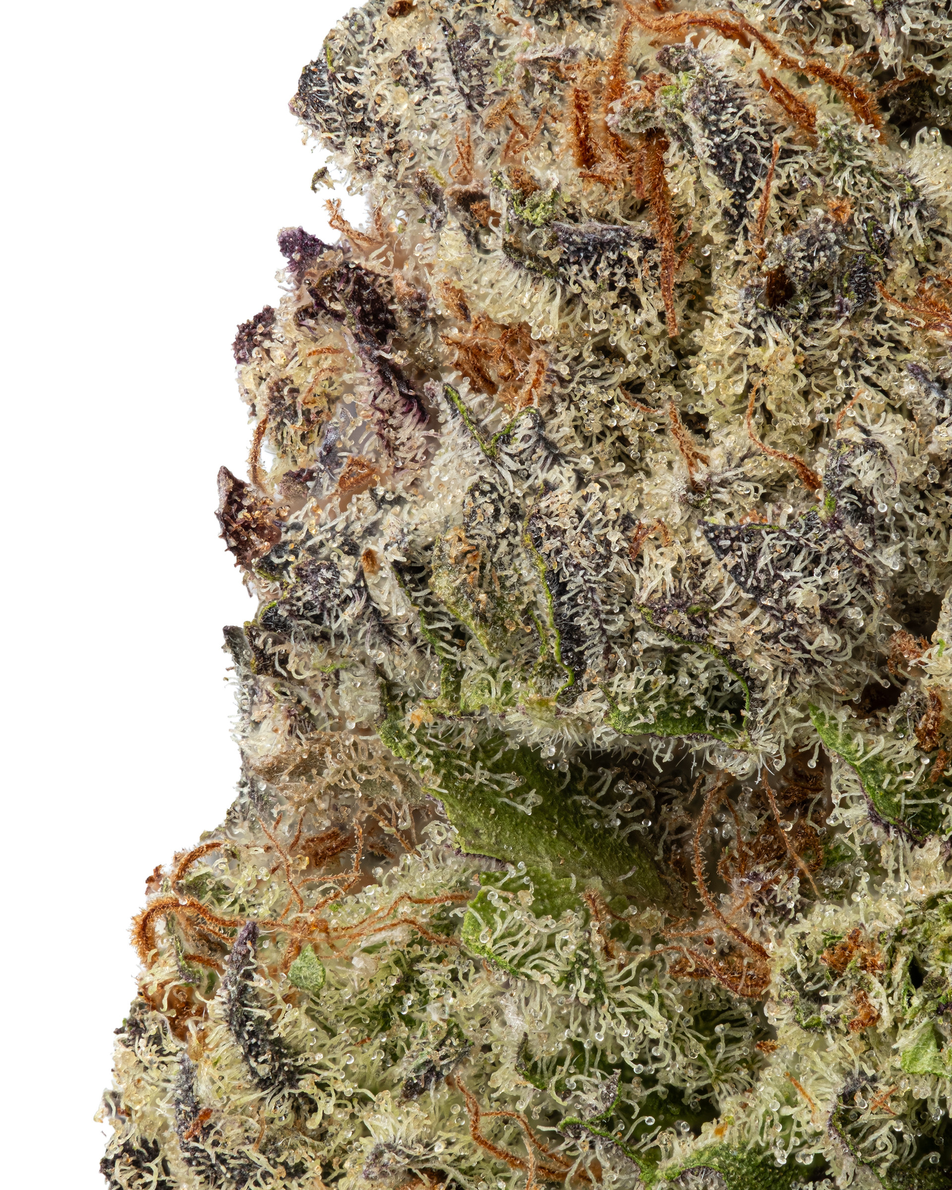 Blue Cheese THCa Hemp Flower | Indoor Living Soil | Funky Indica 28.718 ...
