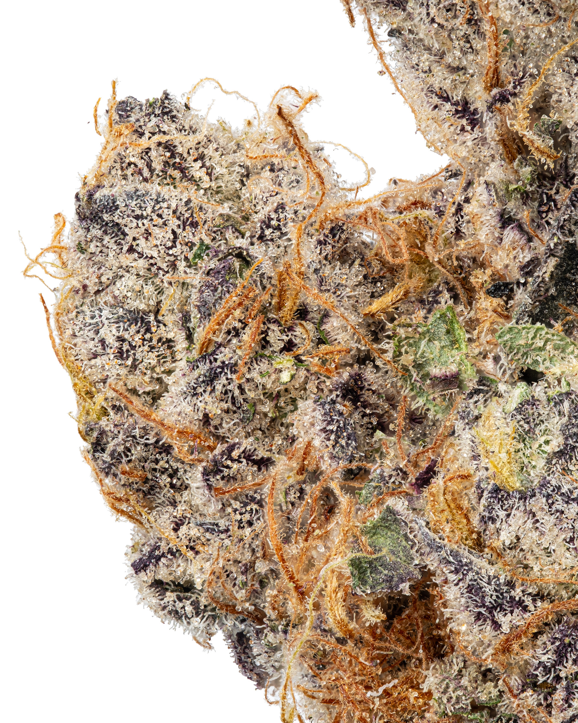 THCa Sour Garlic Cookies Indoor Living Soil | WNC