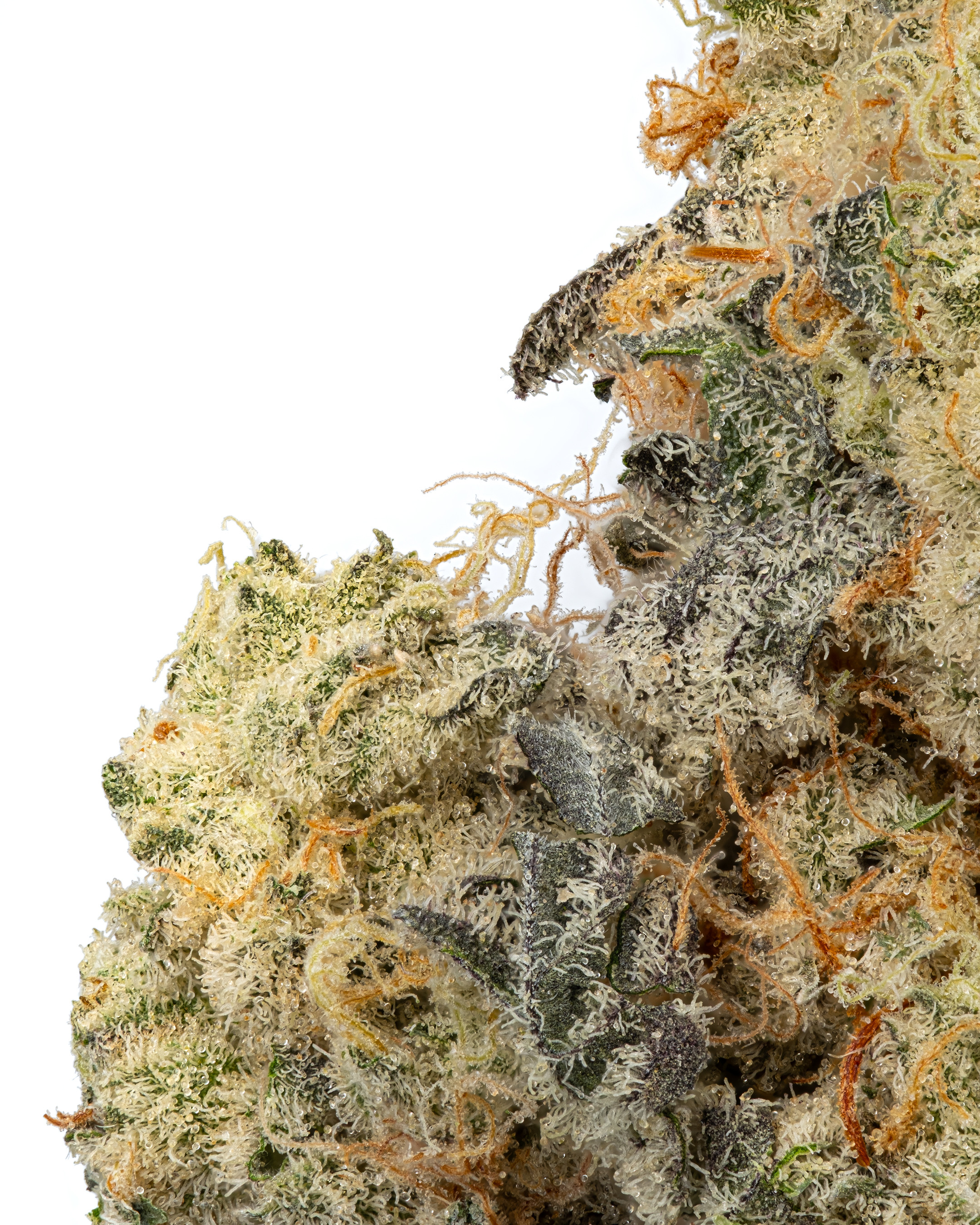 THCa Kush Crasher Indoor Living Soil – Potent Indica Flower | WNC CBD