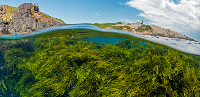 Kelp the Planet: a look inside Brondell’s partnership with Seatrees ...