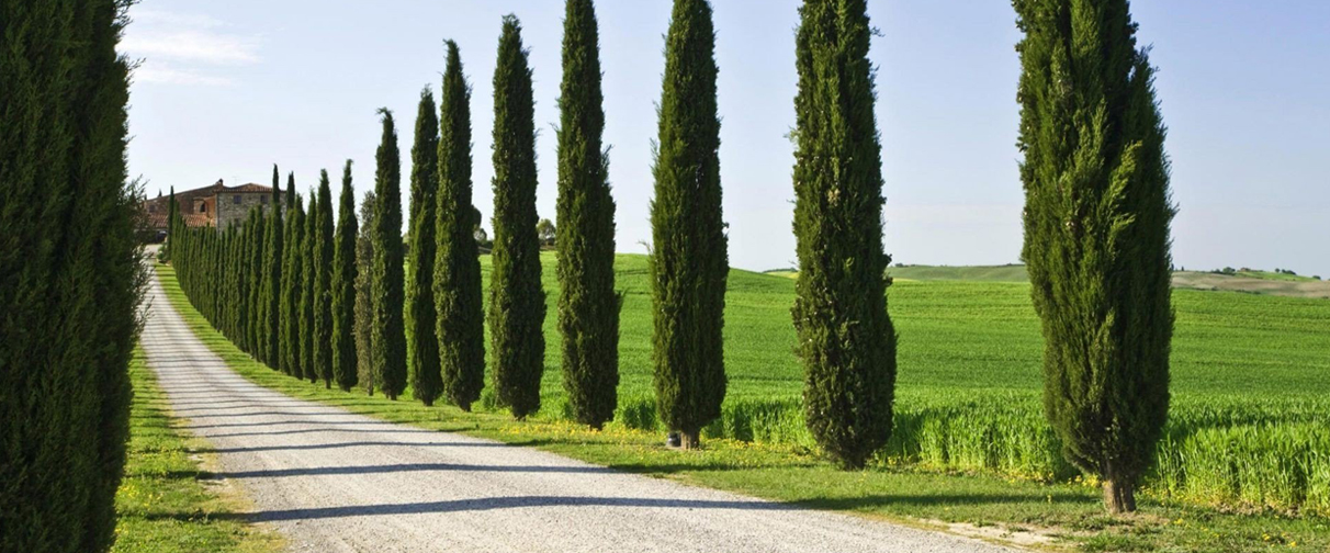 The Pros of Poplar - BayneBox.com