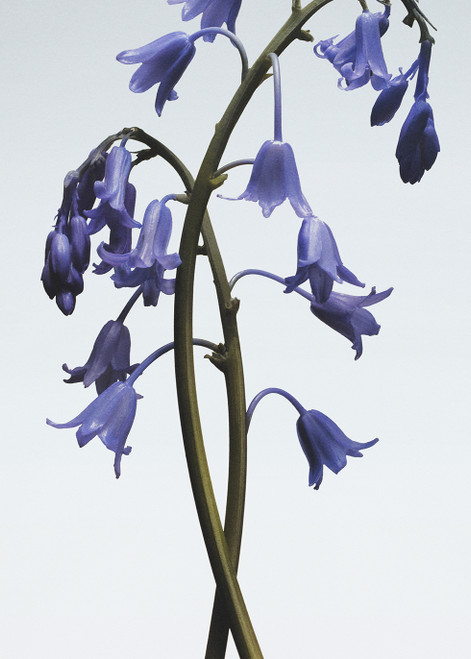 JO MALONE LONDON Wild Bluebell Hand Cr me | Harvey Nichols