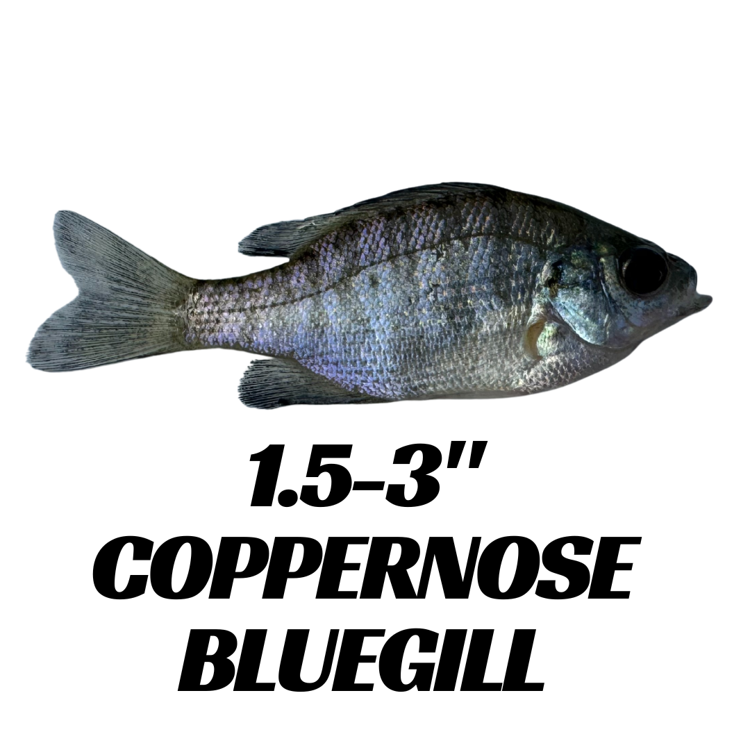 Coppernose Bluegill