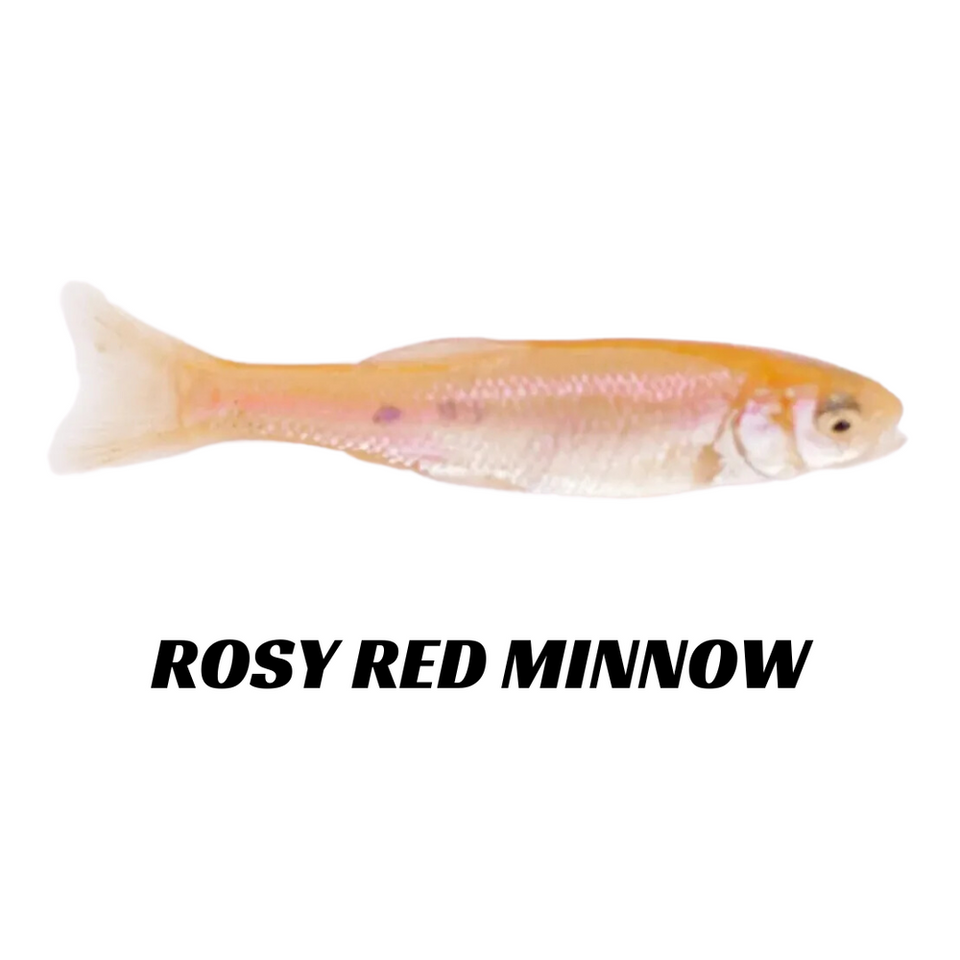 Rosy Red Minnows