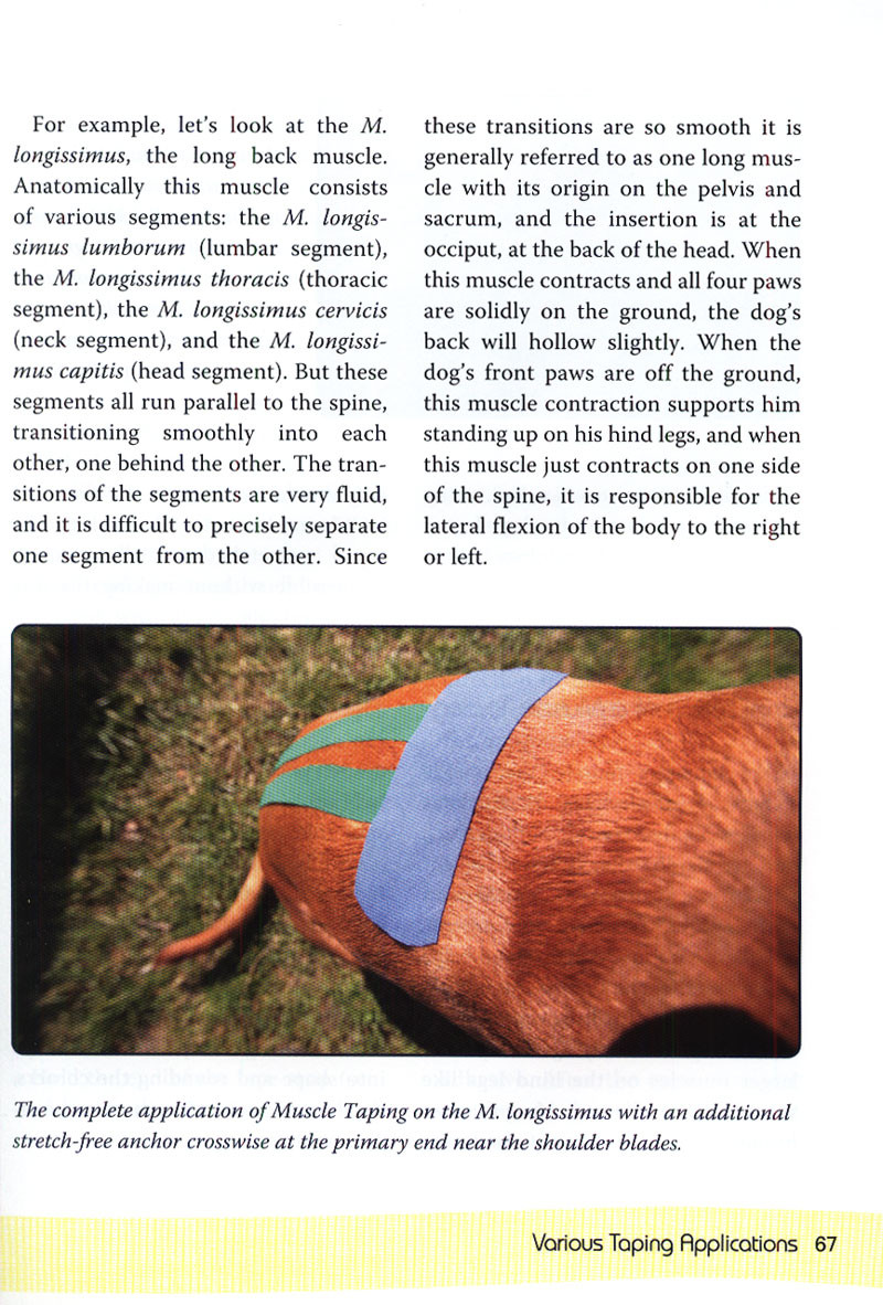 Kinesiology Taping for Dogs: The Complete Guide to Taping for Canine ...