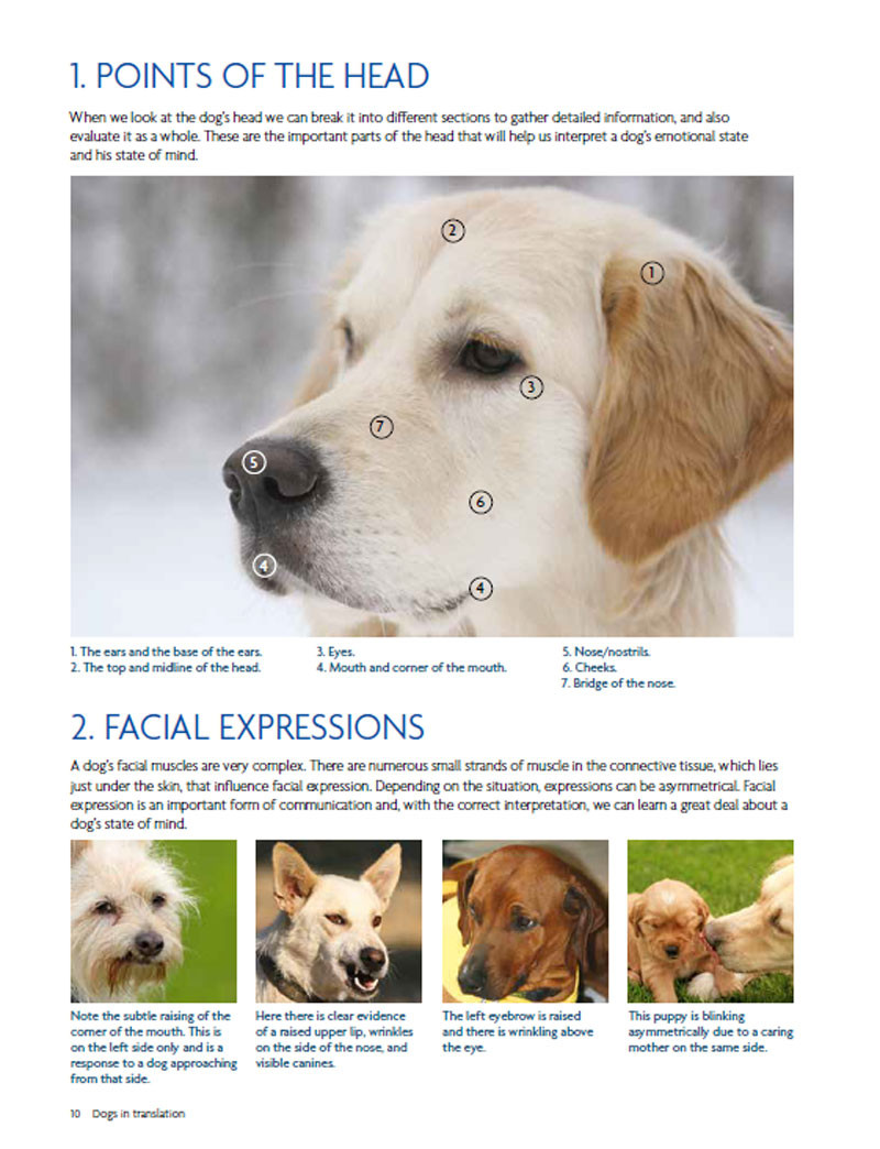 Dogs in Translation – A Unique Journey of Observation and Interpretation