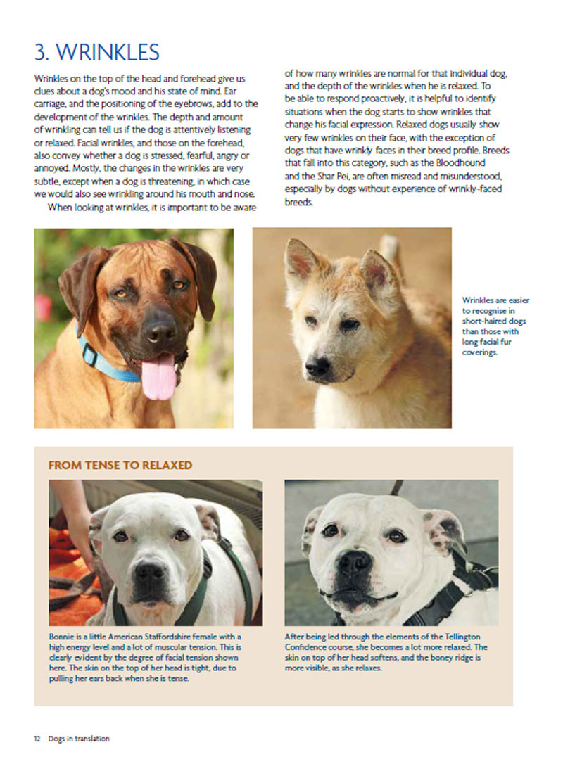 Dogs in Translation – A Unique Journey of Observation and Interpretation