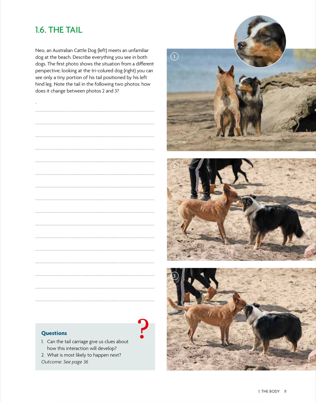 Dogs in Translation – A Unique Journey of Observation and Interpretation