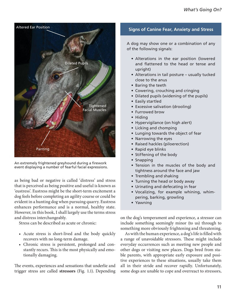 Fear and Anxiety in Dogs: Understanding, Prevention and Treatment