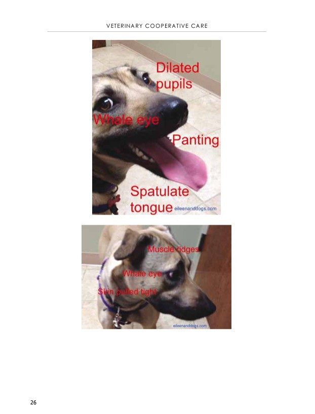 Veterinary Cooperative Care: Enhancing Animal Health Through Collaboration with Veterinarians ...