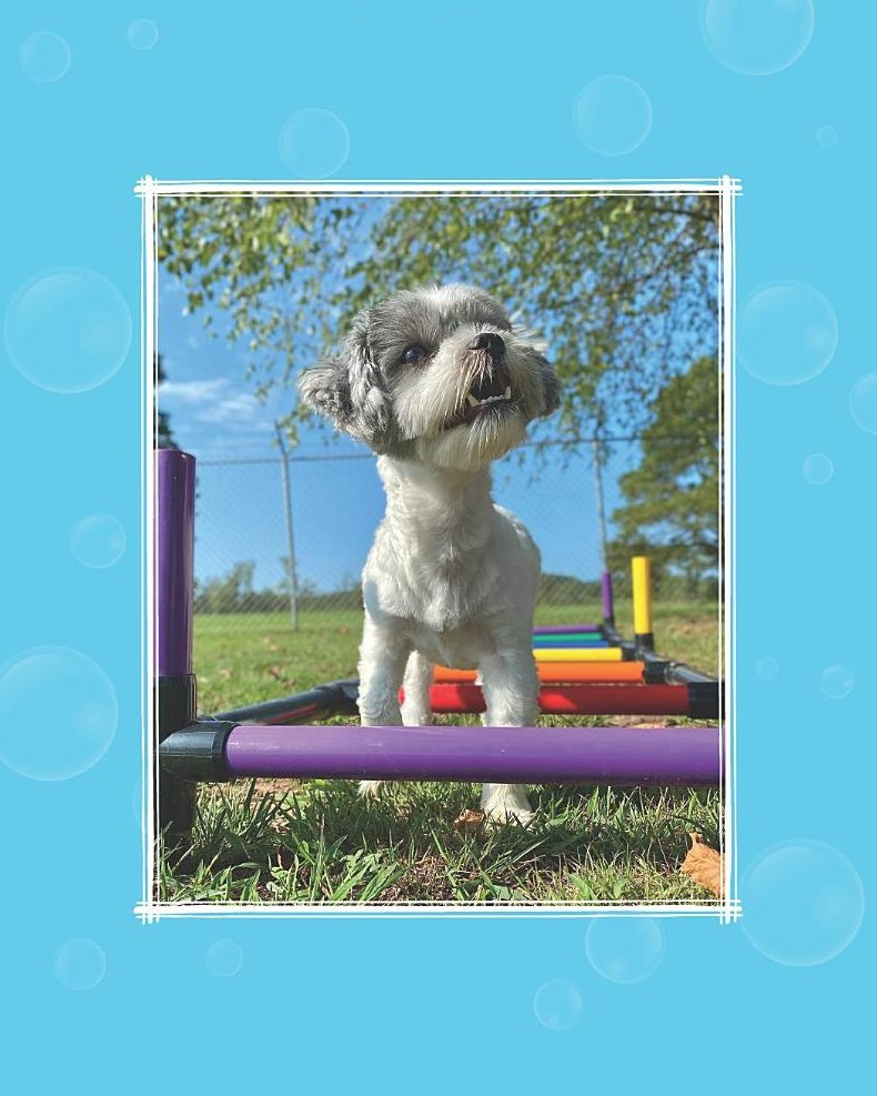 The Happiest Dog on the Block: Canine Enrichment Activities to Keep ...